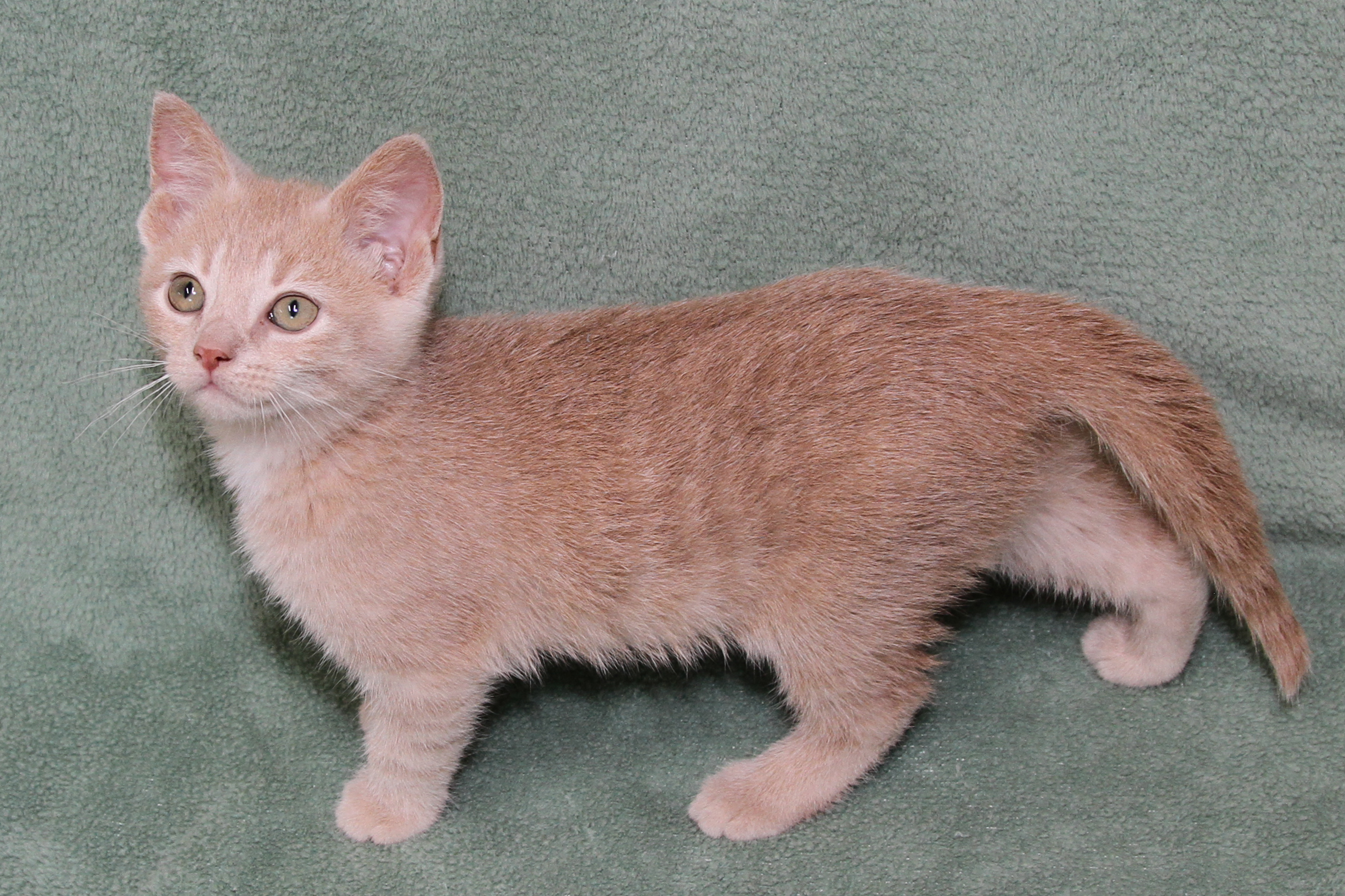 Adopted Cats | Central Dakota Humane Society