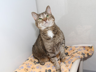 Adopted Cats | Central Dakota Humane Society