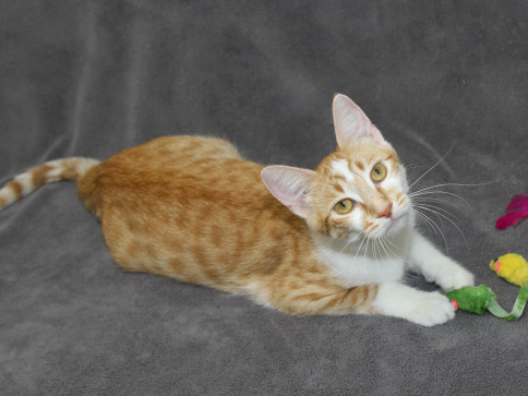 Available Cats | Central Dakota Humane Society