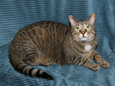 Available Cats | Central Dakota Humane Society