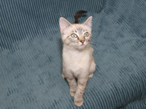 Available Cats | Central Dakota Humane Society