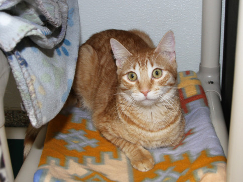 Available Cats | Central Dakota Humane Society